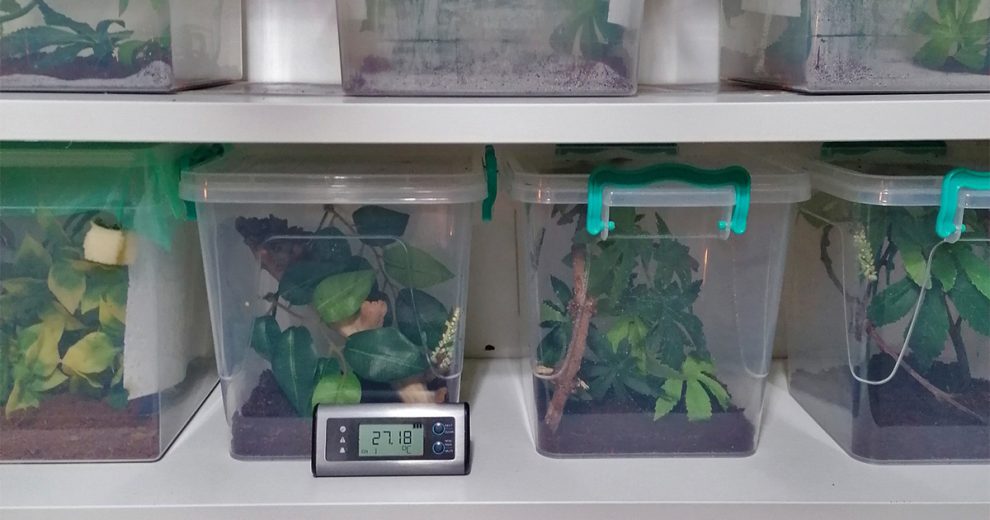 USB: Breeding Praying Mantises | USB Data Loggers | Lascar